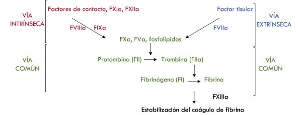 Déficit de Factor VII (FVII) – Cuidados Intensivos