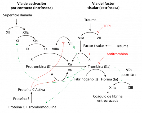 Déficit de Factor VII (FVII) – Cuidados Intensivos